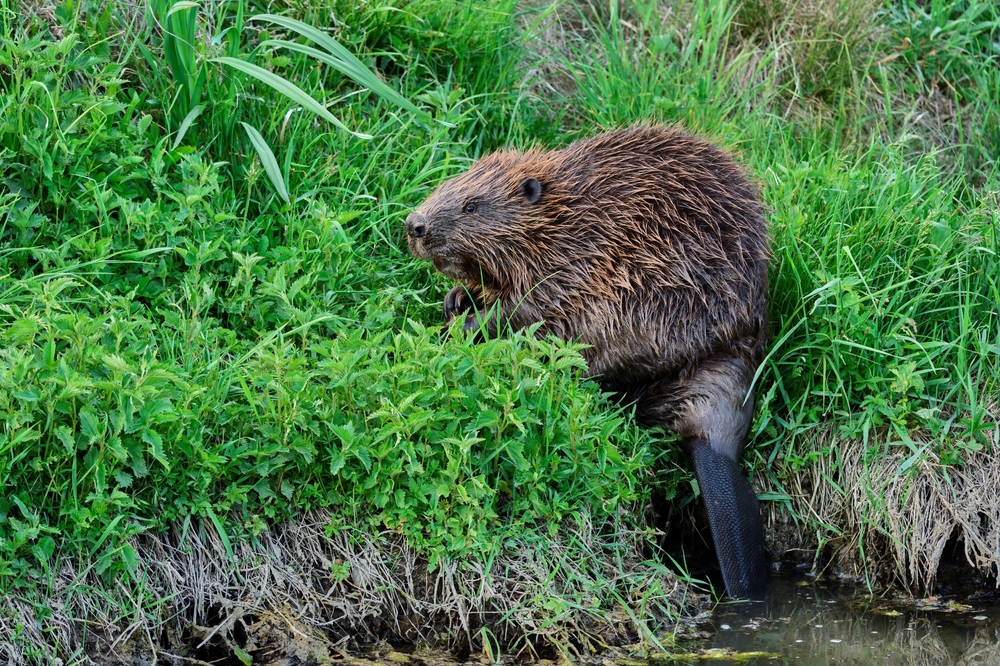 Dopo 500 anni torna il castoro in Italia - Società Italiana di Medicina ...